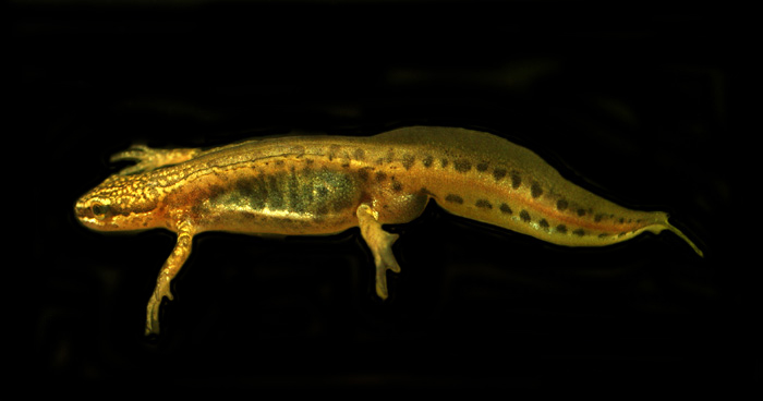 Palmate newt - Alchetron, The Free Social Encyclopedia