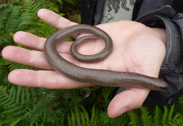 Slow Worm